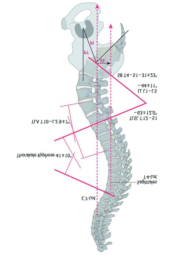 Die Bedeutung der sagittalen Balance in der Wirbelsäulenchirurgie - Die ... Die Bedeutung der sagittalen Balance in der Wirbelsäulenchirurgie - Die ...
